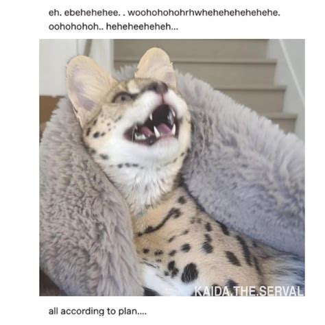 Ihaveihaveihavewunkus