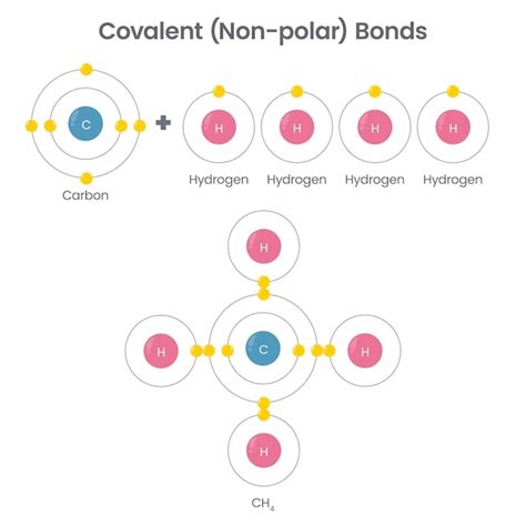 Premium Vector Covalent Bonds Chemistry Vector Illustration Infographic