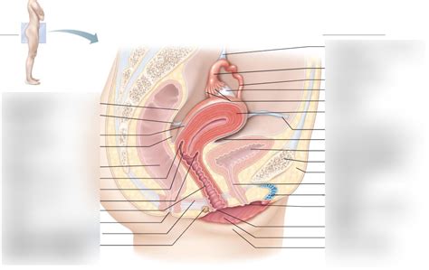 Female Reproductive System Diagram Quizlet