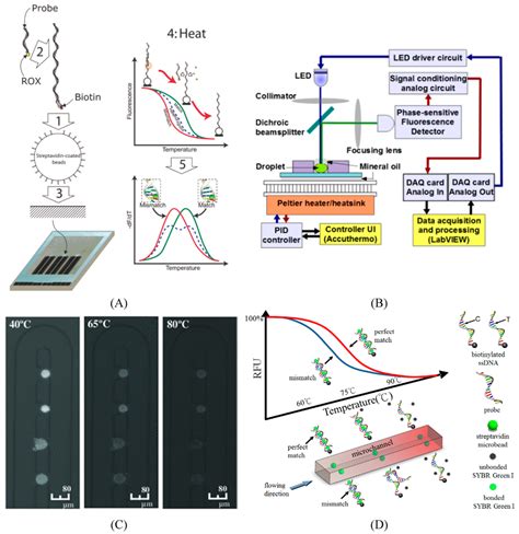 Microarrays Special Issue Snp Array