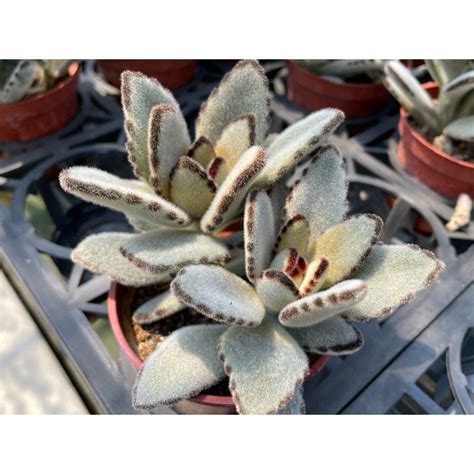 【多肉好好買】三寸盆 優雅兔 多肉植物 現貨 蝦皮購物