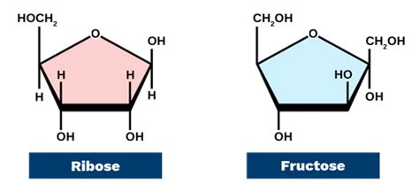 Ribulose Ring Structure
