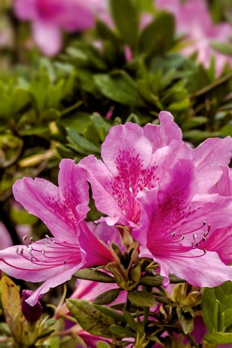How To Grow Azaleas Artofit