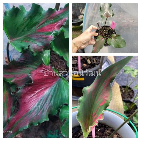 บอนสีนาคินเทวราช บอนสีที่มีความขลังอยู่ในตัว โตเต็มที่กัดสีสวยมากๆ Bansonaniwat Thaipick