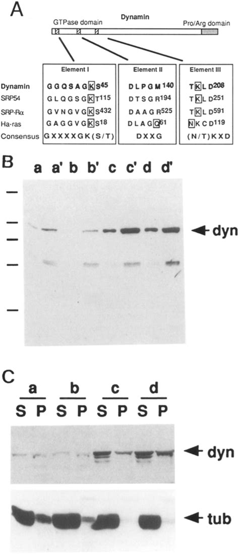 Transient Expression Of Wild Type And Mutant Dynamin Constructs In Hela