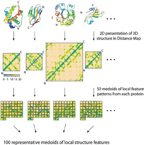 Representation Of Protein Structures By Their Distance Matrices And Download Scientific Diagram