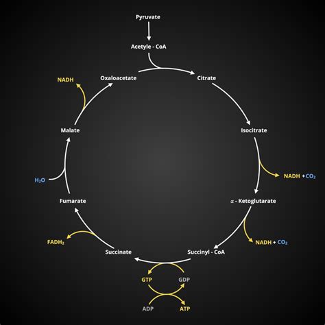 Krebs Cycle Diagram