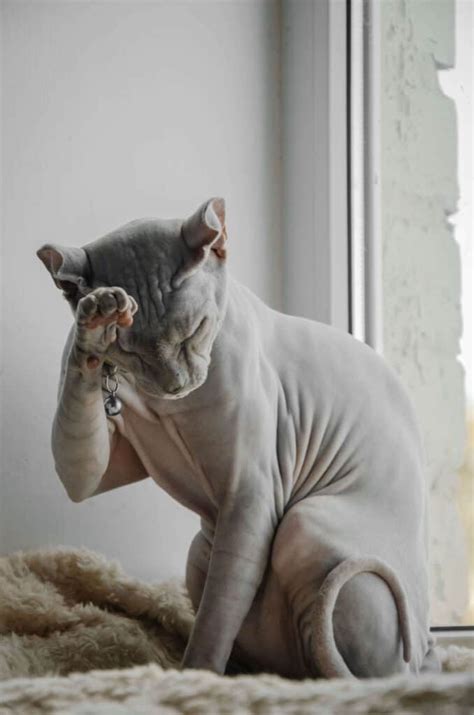 Is It Easy To Care For Sphynx Cats History Care Tips