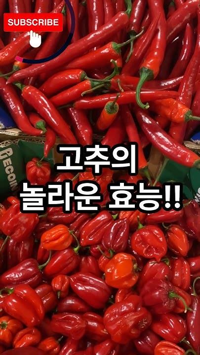 【음식효능】고추의 놀라운 효능 3가지『30』 Shorts Chili Youtube