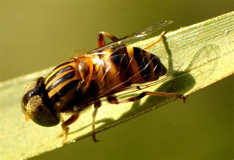 Sweat Bee Vs Hoverfly Vs Wasp What Is The Difference Whats That Bug