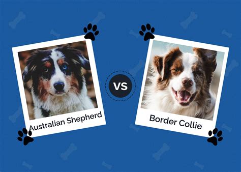 Australian Shepherd Vs Border Collie The Main Differences With