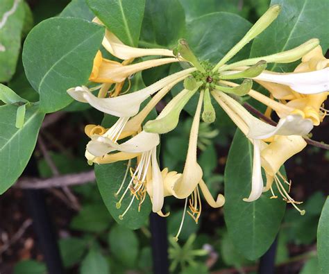 10 Best Honeysuckles To Plant In Your Yard Homes And Gardens
