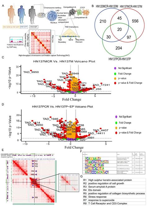 Analysis Of Chromatin Interaction Profiles And Domain Activity Of Head Download Scientific