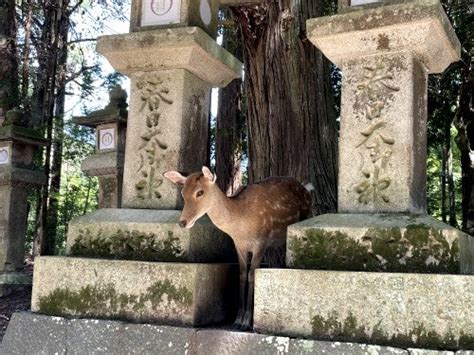 鹿さん 椙の子のブログ