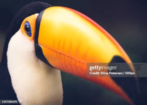 Sitina Photos And Premium High Res Pictures Getty Images
