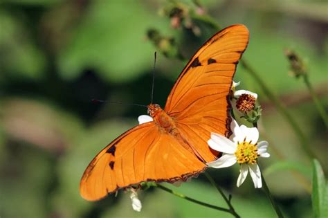 Dryas Iulia Facts Diet Habitat And Pictures On Animaliabio