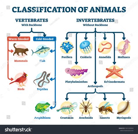 Multi Classification
