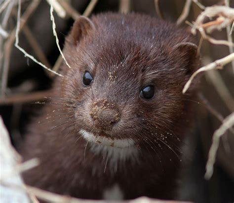 Brown Mink Animal