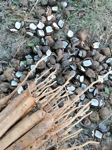 ထန်းပင်မြစ် နွားထိုးကြီးမြို့ဟစ်တိုင် Facebook