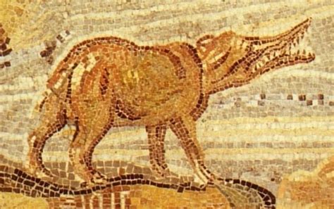 Xiphis Cryptids And Myths Wiki Fandom