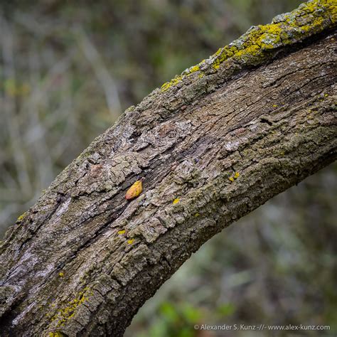 Cercocarpus Betuloides Alexander S Kunz Photography