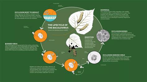 Microbial Control Insect Pest Control Pptx