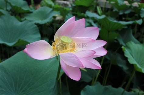 留得残荷听雨声高清图片下载 正版图片500516616 摄图网