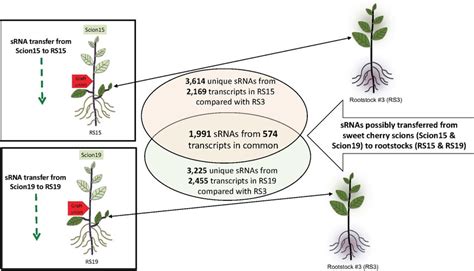A Diagram Showing The Pipeline Of Determining Scion To Rootstock