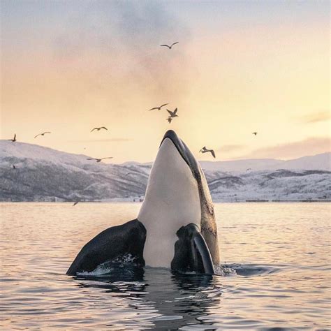 Orcas In Tromsø Norway