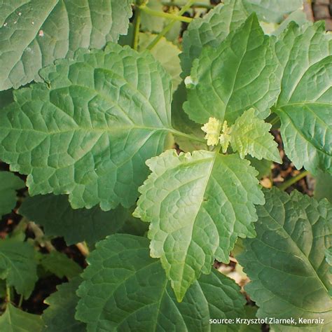 Patchouli Extract 廣藿香萃取液 昱智生化BioNest