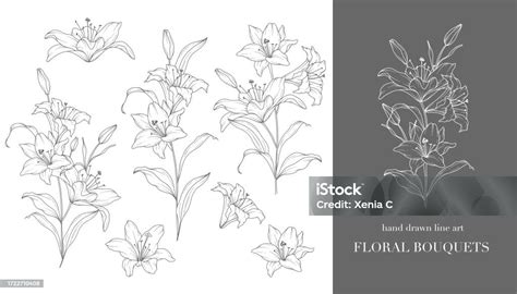 백합 꽃 라인 아트 백합 꽃다발 라인 아트 가는 선 백합 배열 손으로 그린 그림입니다 나뭇잎과 꽃의 윤곽을 그립니다 식물 색칠