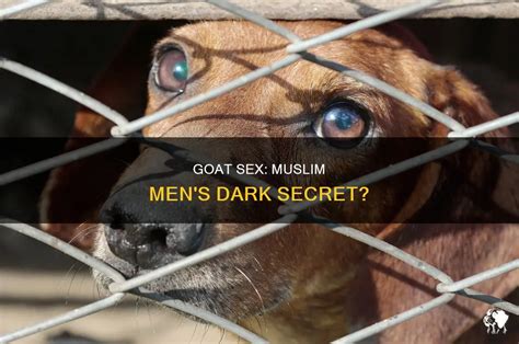 Goat Sex Muslim Mens Dark Secret Petshun