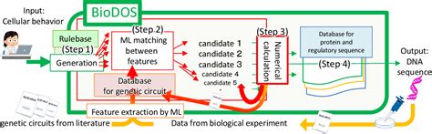 Figure 2 From Rule Based Generation Of Synthetic Genetic Circuits Semantic Scholar