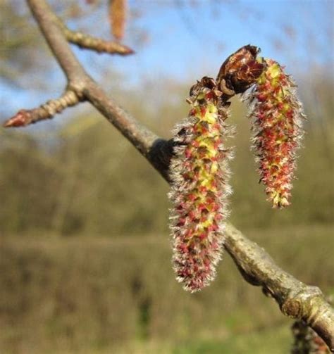 Catkins Tree Guide UK Tree Identification By Catkins
