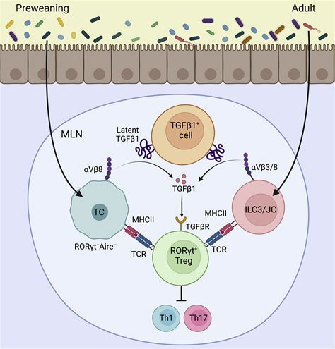 An Embarrassment Of Riches Rorγt Antigen Presenting Cells In Peripheral Tolerance Immunity