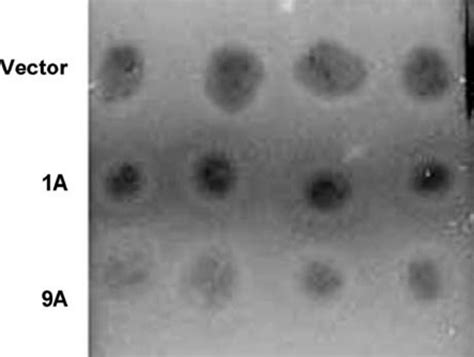 α Glucuronidase Solid Phase Activity Assay E Coli Solr Transformants Download Scientific