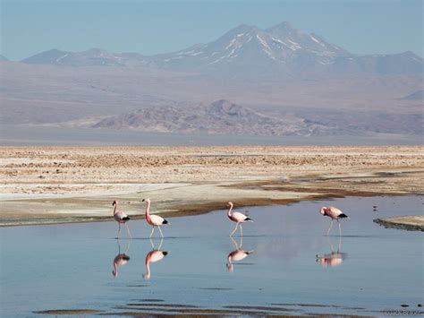 Los Flamencos National Reserve Alchetron The Free Social Encyclopedia