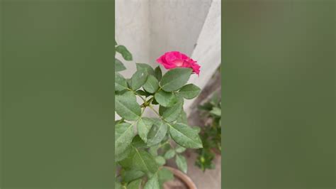 Phool Flower Colours At Roof Top O3156777990 Viral Video