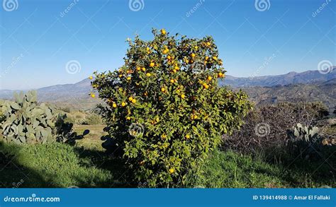 A Beautiful Fruitful Orange Tree Stock Photo Image Of Nature Light 139414988