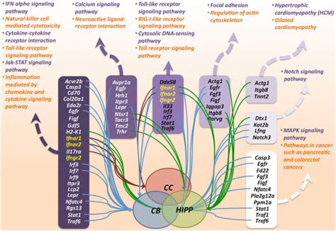 summary of functional clustering analysis of 317 degs using david
