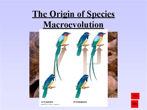 The Origin Of Species Macroevolution Biological Species Concept