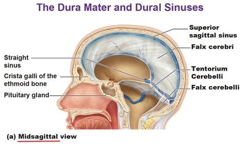 Dura Mater Dural Sinuses Falx Cerebri Tantorium Cerebelli Falx Cristal