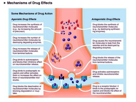 Neurotransmition And Addiction Neuroscience Of Addiction