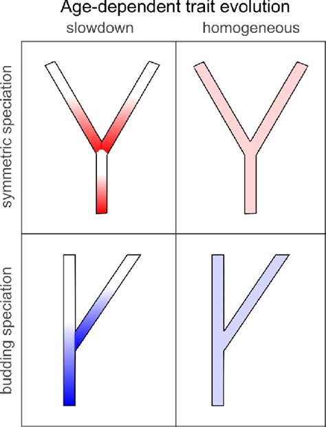 Figure S6 Model Expectations For The Interaction Between Age Dependent