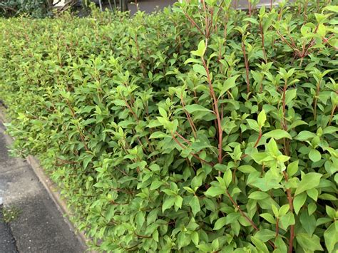 ドウダンツツジ 愛すべき雑草たち