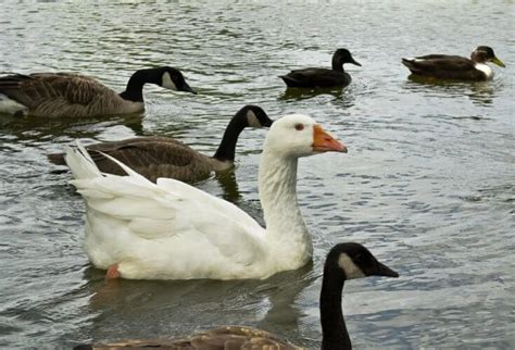 Goose Vs Duck Difference At Michiko Durbin Blog