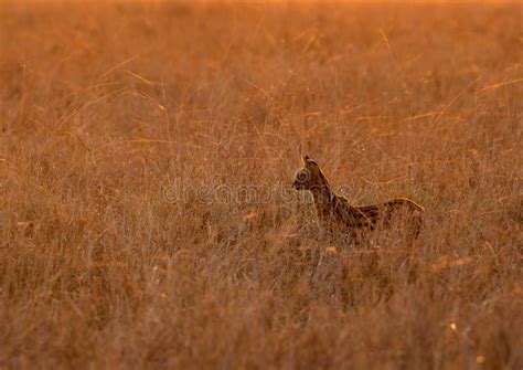 The Serval Wild Cat Is Also Known As Tierboskat Stock Photo Image Of