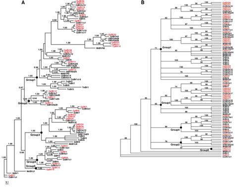 A Bayesian Inference Tree Lnl 3716771 Constructed From Alignment
