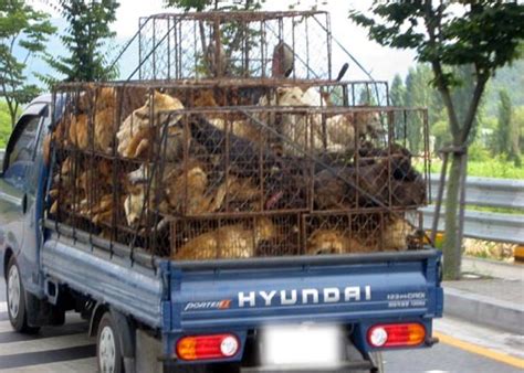 개고기 보신탕의 모든것 3부 운송 개장수 차 운반 네이버 블로그