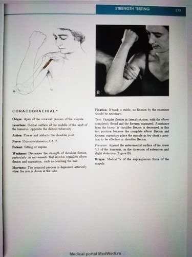 Shoulder MMT Flashcards Quizlet